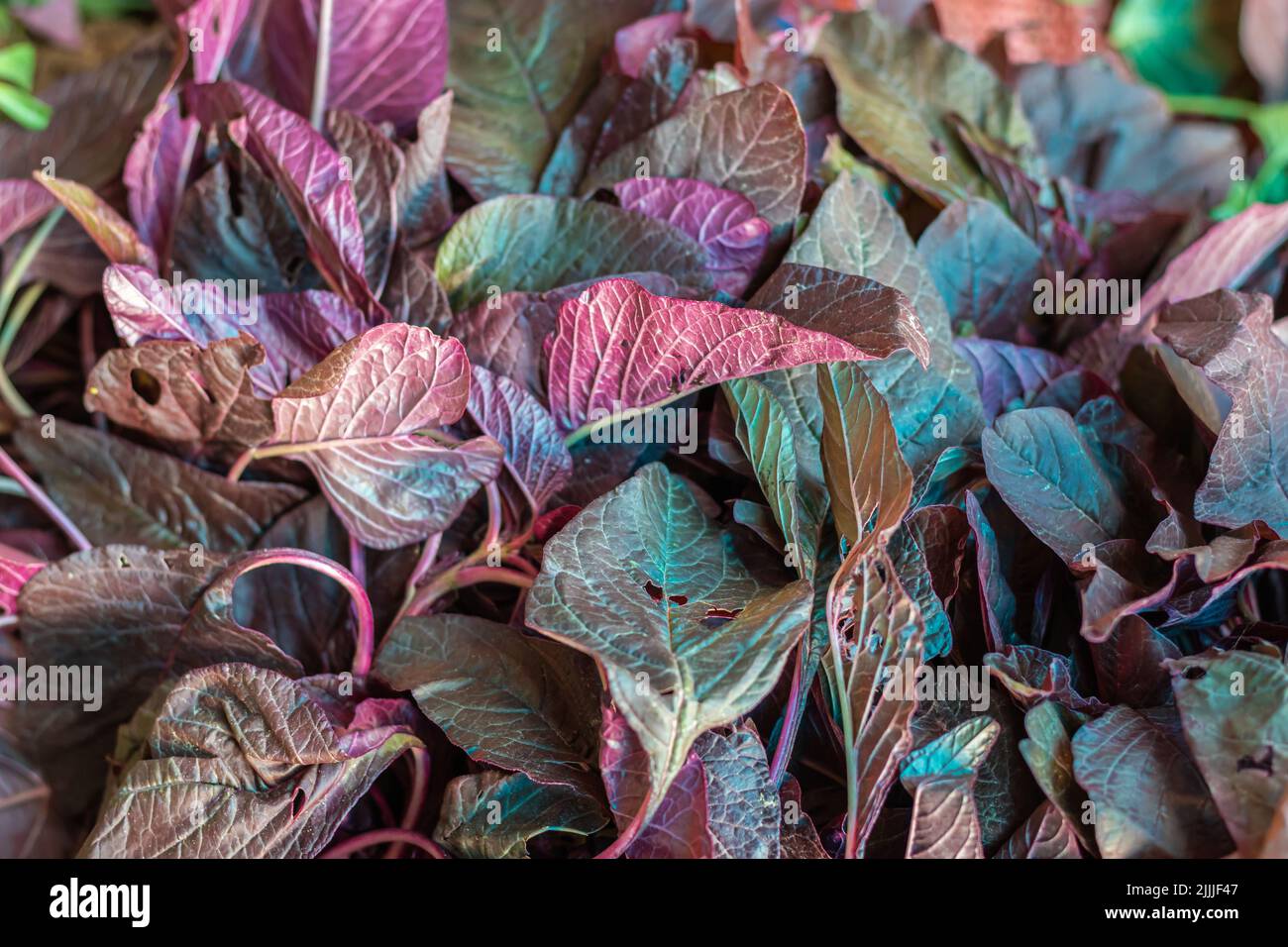 fresh organic red amaranth spinach from farm close up from different ...