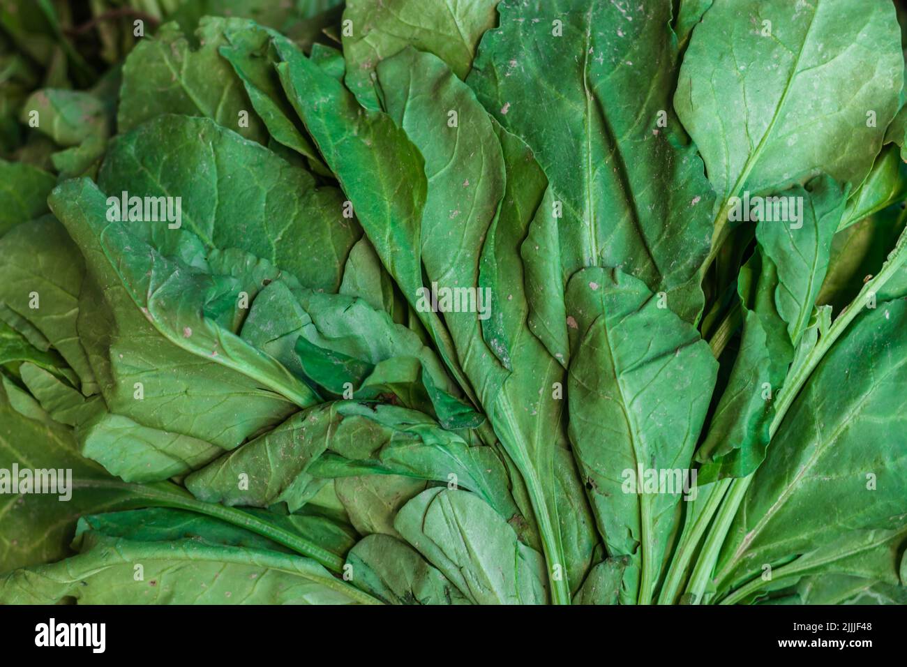 fresh organic spinach from farm close up from different angle Stock ...