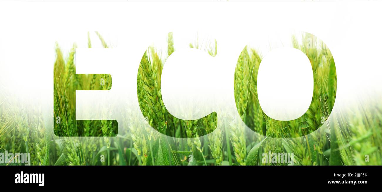 Collage with green wheat field and word ECO Stock Photo - Alamy