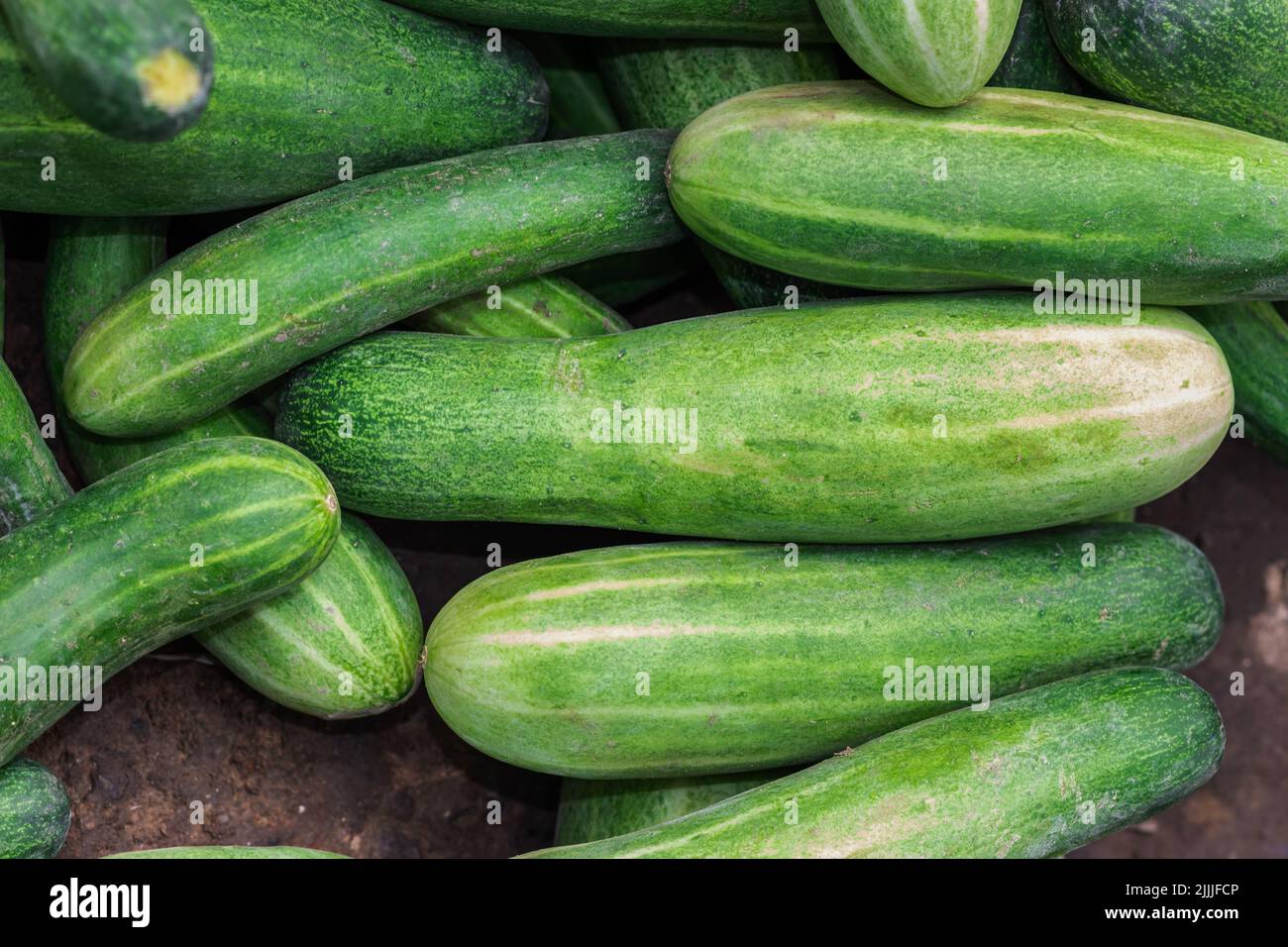 fresh organic cucumber from farm close up from different angle Stock ...