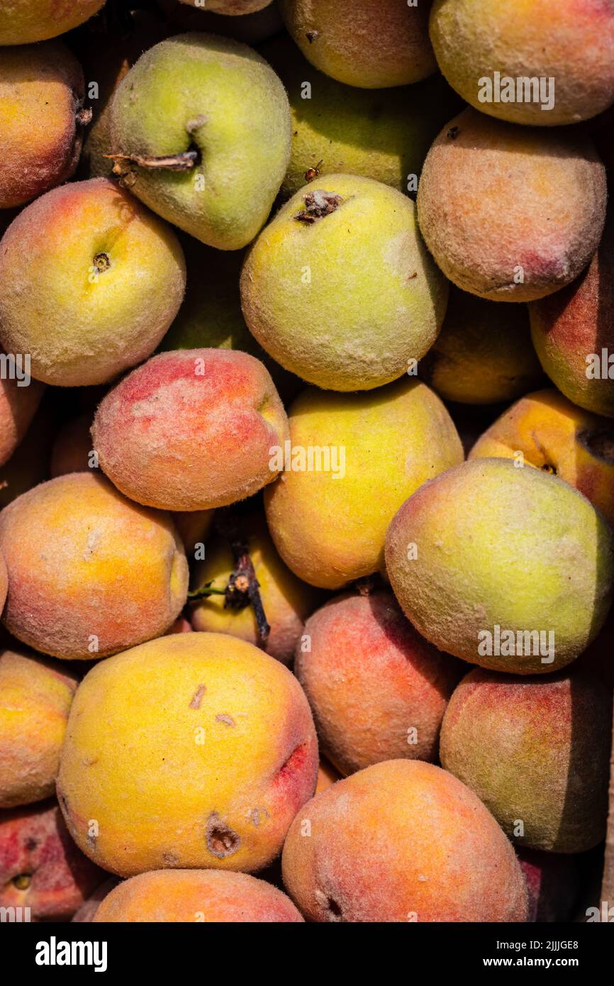 Peach picking hi-res stock photography and images - Alamy