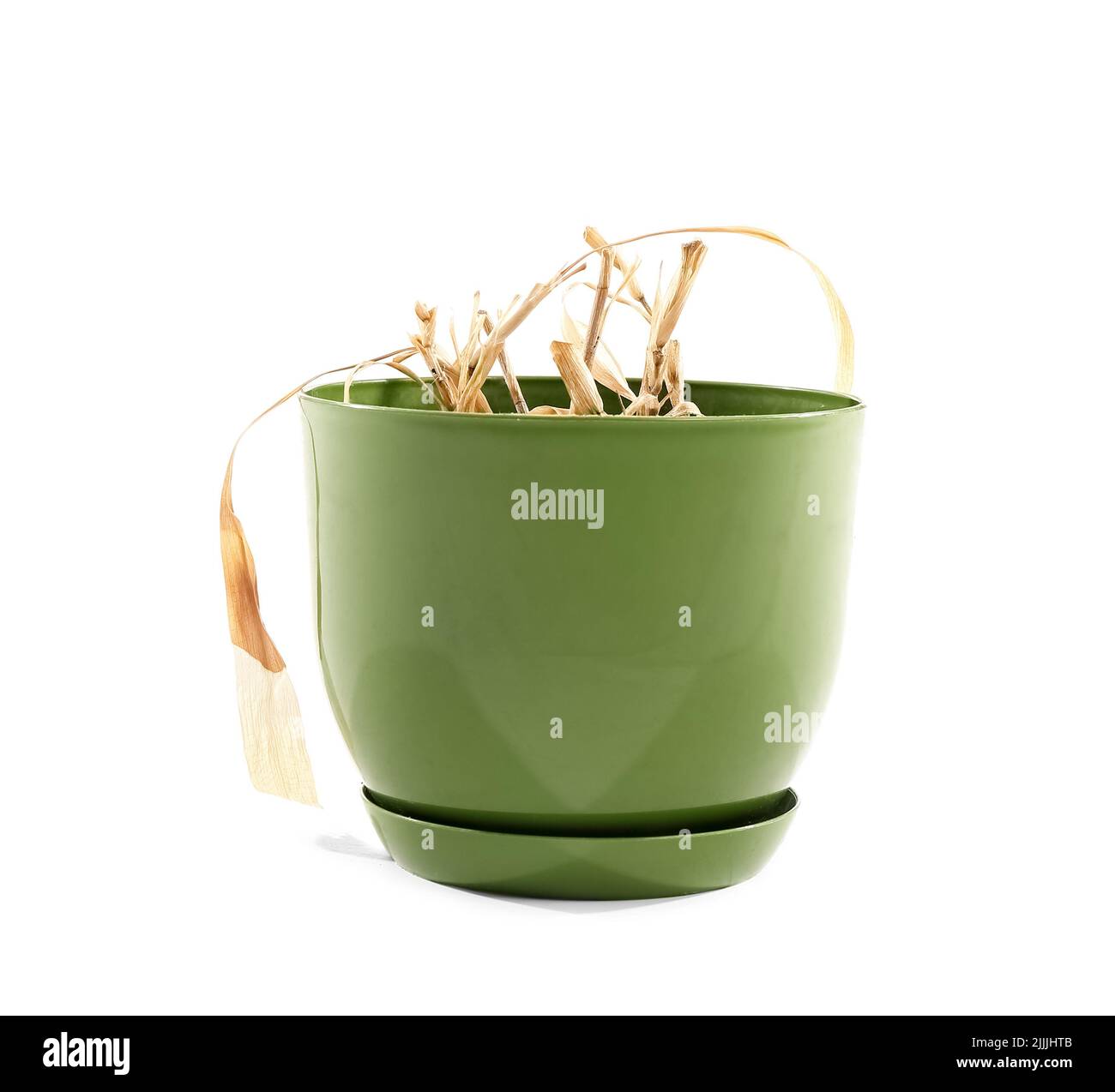 Wilted houseplant in pot on white background Stock Photo - Alamy