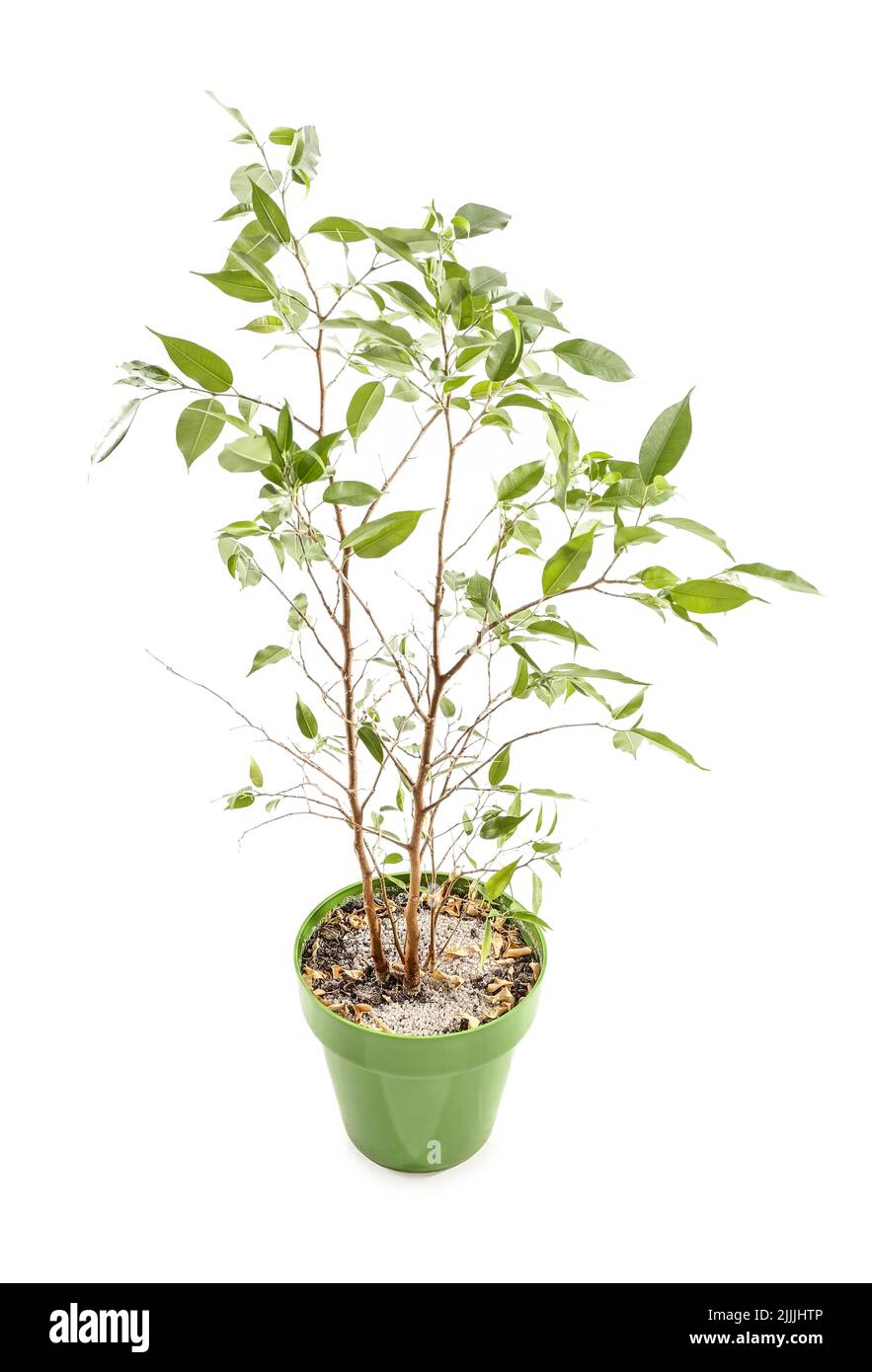 Wilted ficus tree on white background Stock Photo - Alamy