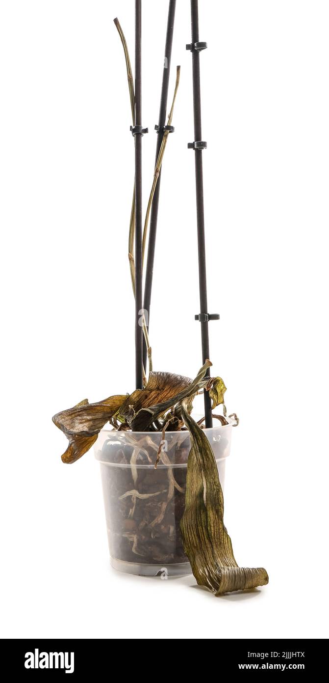 Wilted houseplant in pot on white background Stock Photo - Alamy