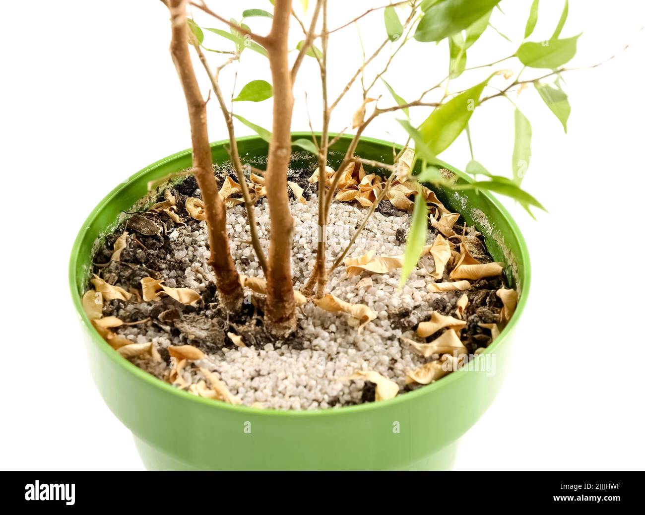 Wilted ficus tree on white background, closeup Stock Photo - Alamy