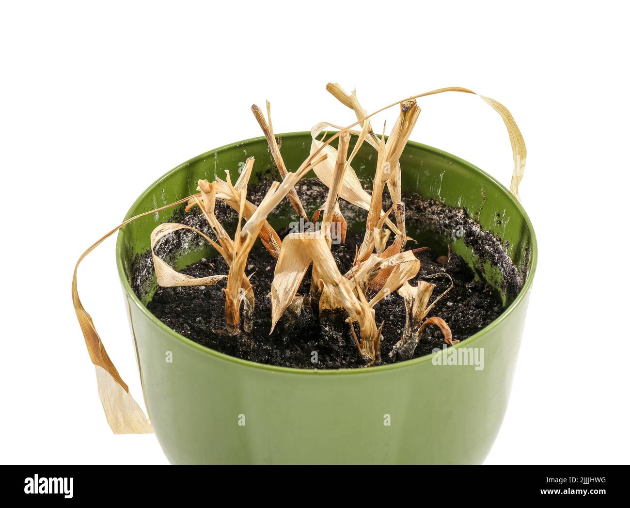 Wilted houseplant in pot on white background, closeup Stock Photo - Alamy