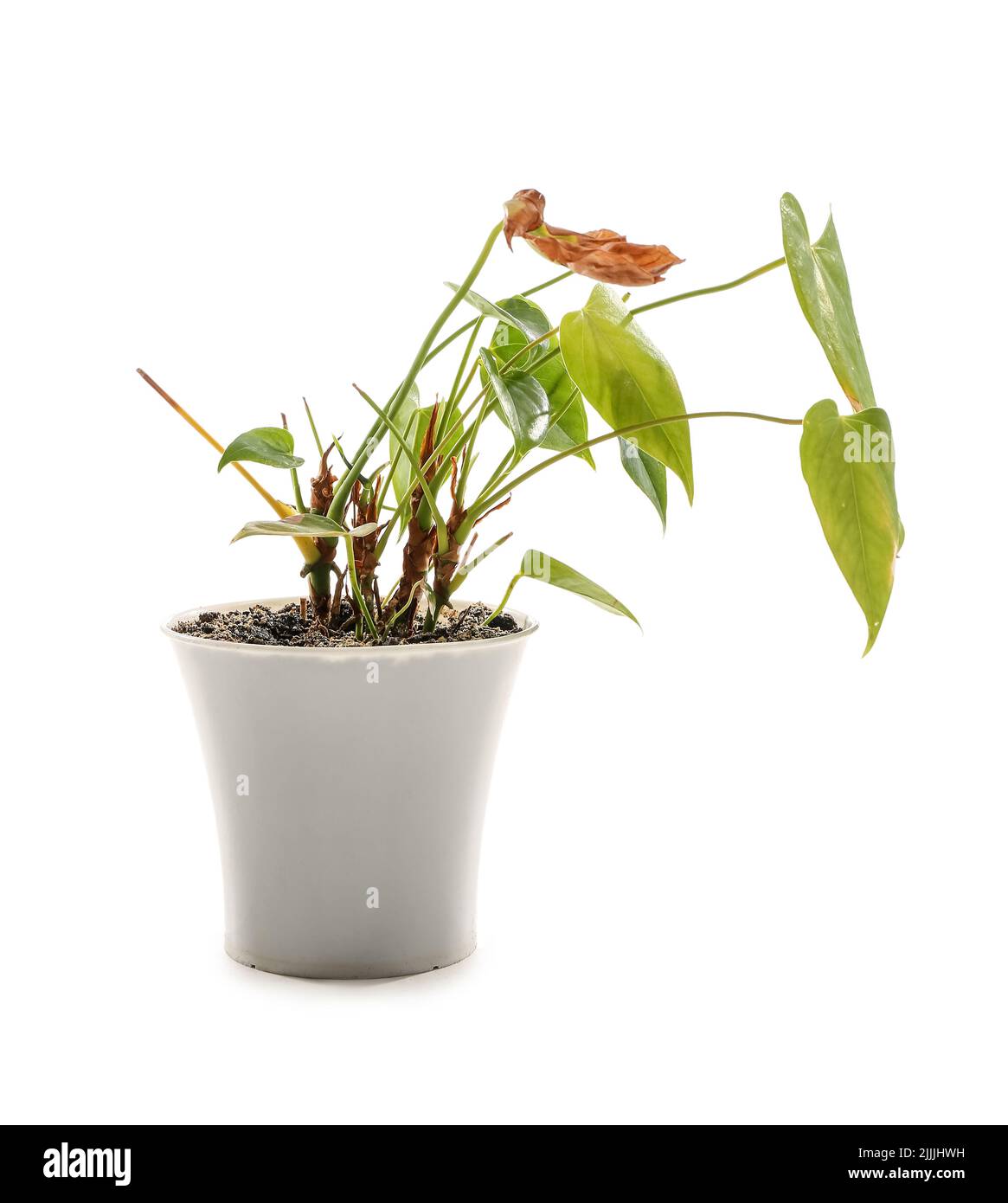 Wilted houseplant in pot on white background Stock Photo - Alamy