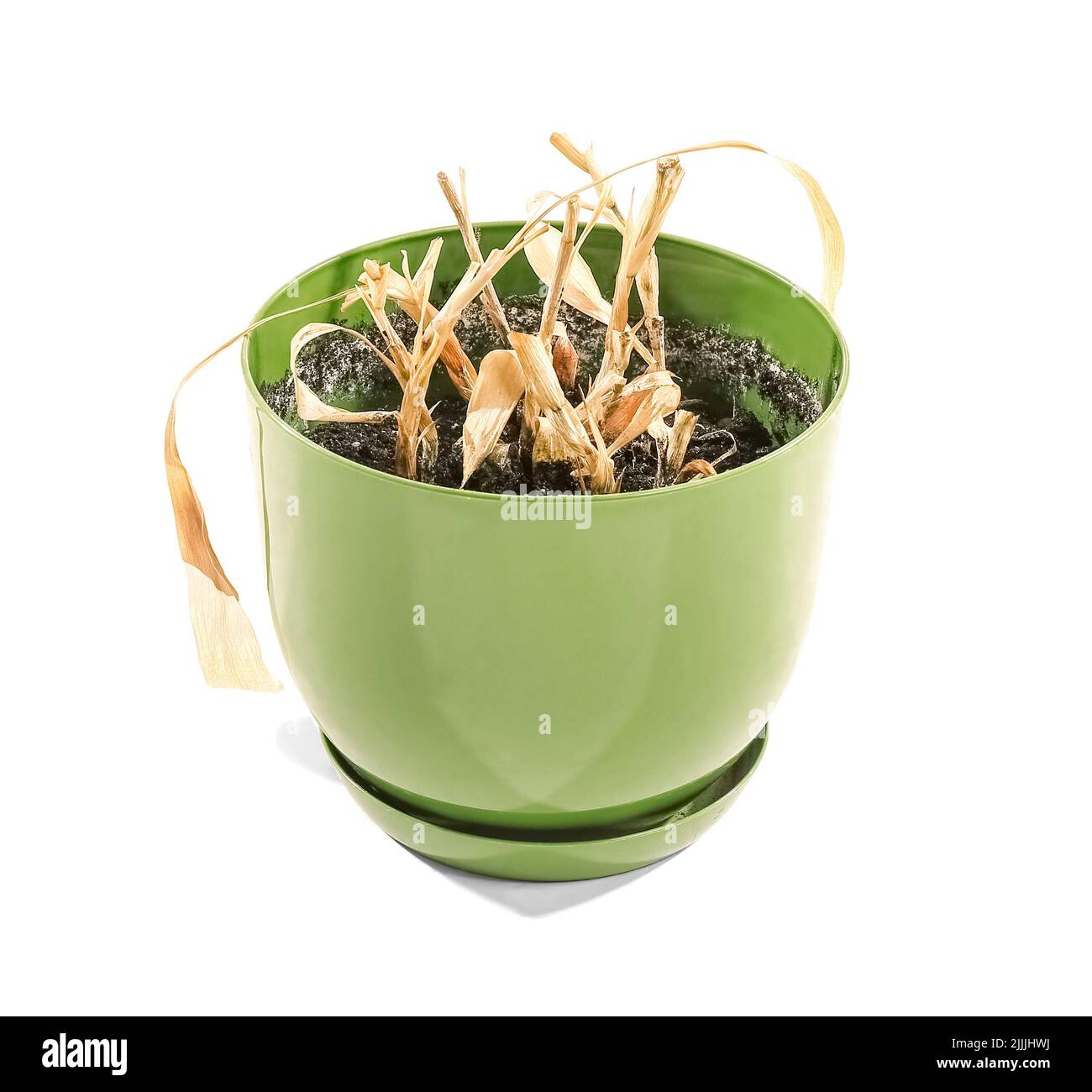 Wilted houseplant in pot on white background Stock Photo - Alamy