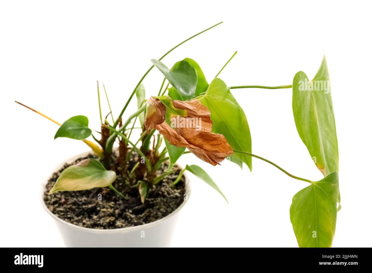 Wilting leaves pot hi-res stock photography and images - Alamy