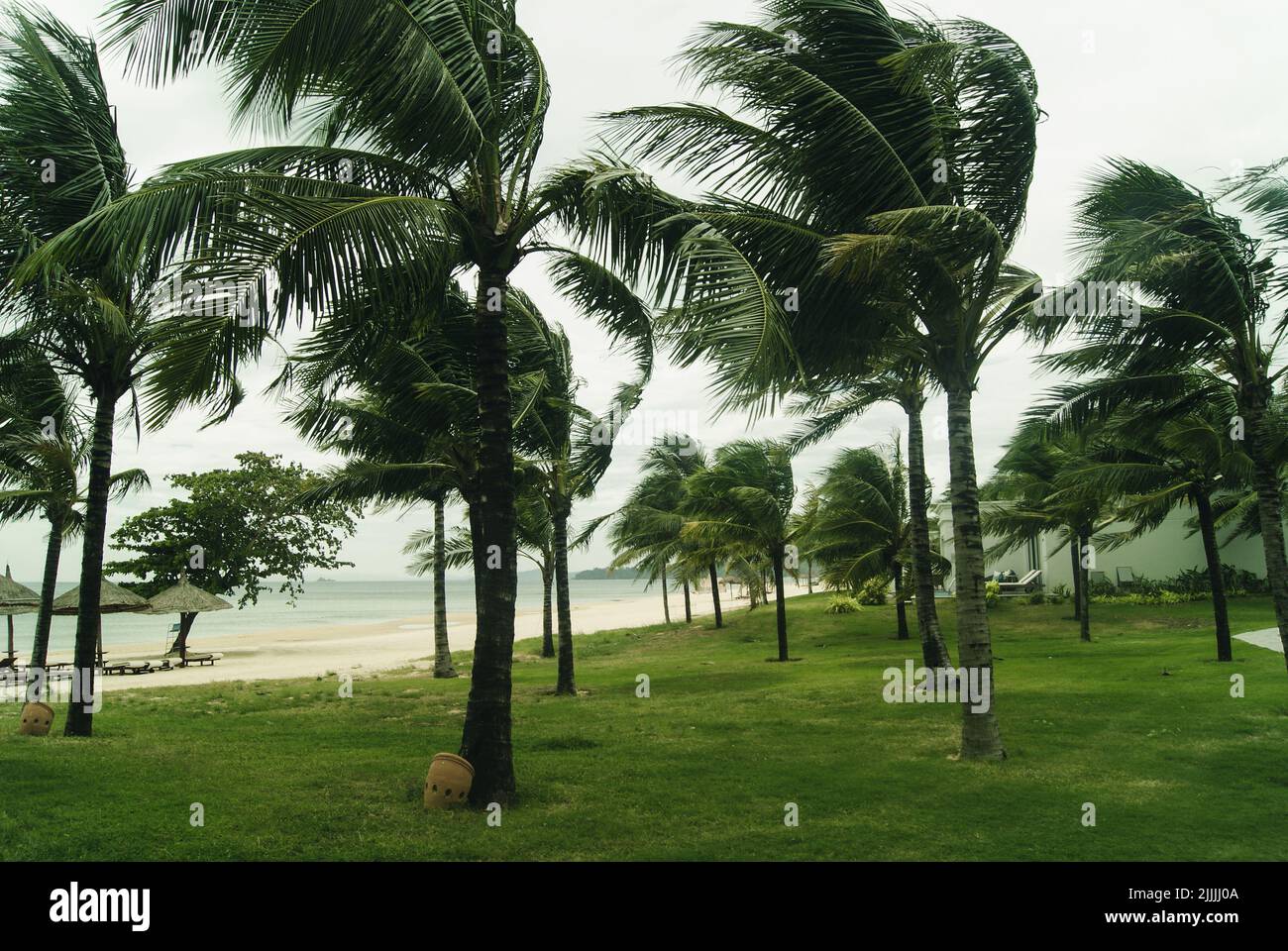 Palm trees on the seashore in windy weather. Tropical breeze Stock ...