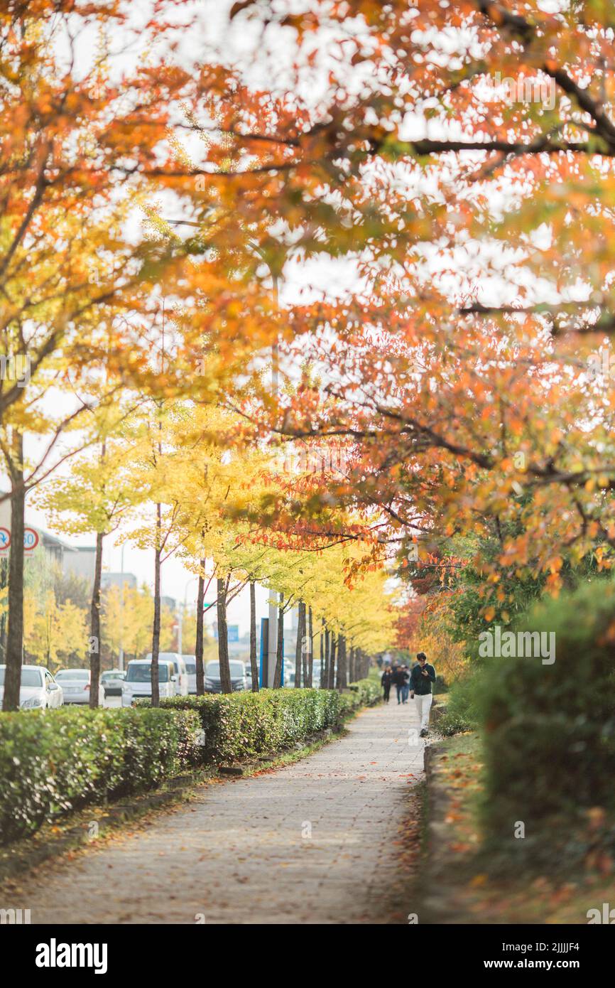 Side of the street with beautiful autumn view Stock Photo - Alamy