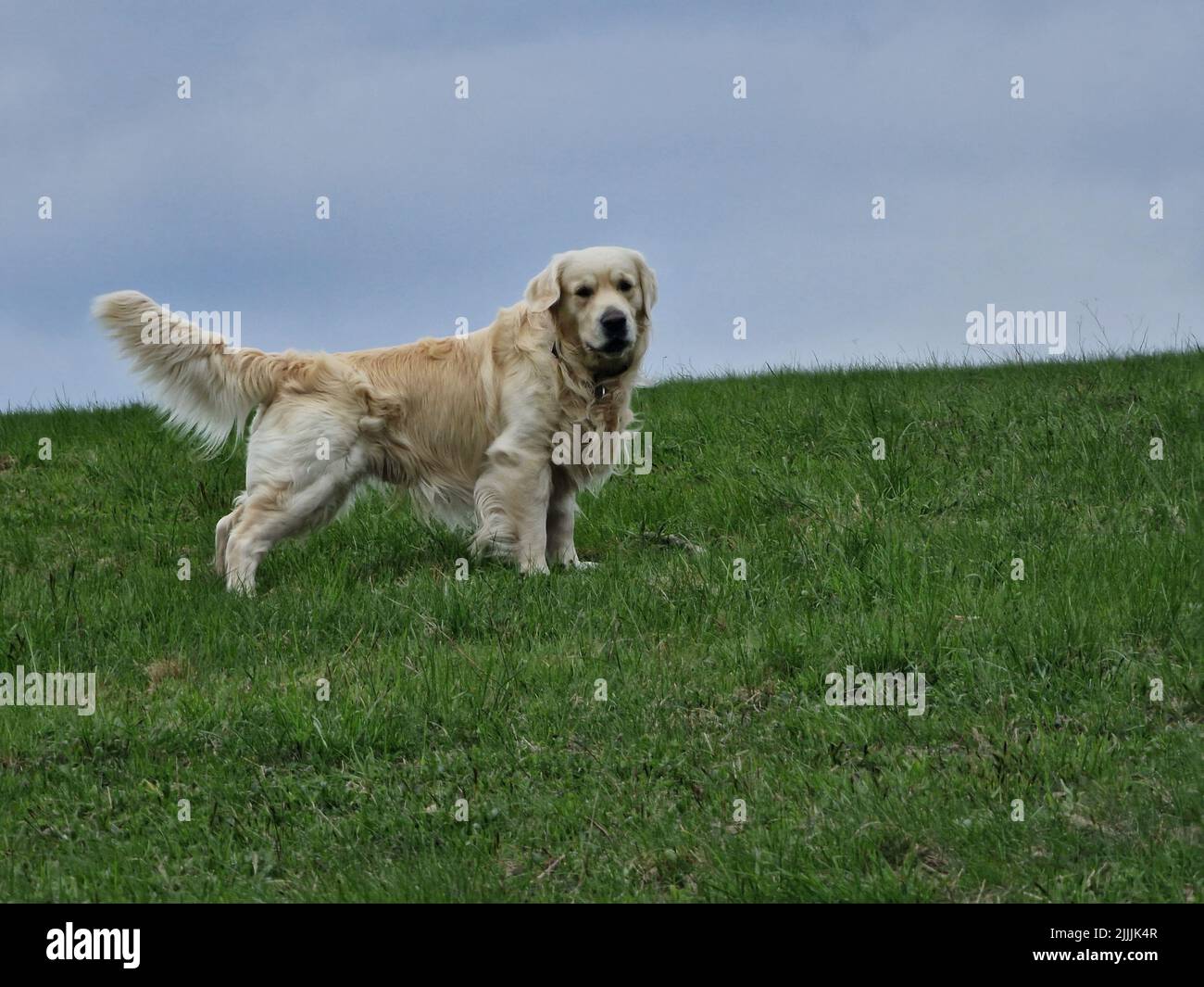 A golden retriever dog happily playing Stock Photo - Alamy