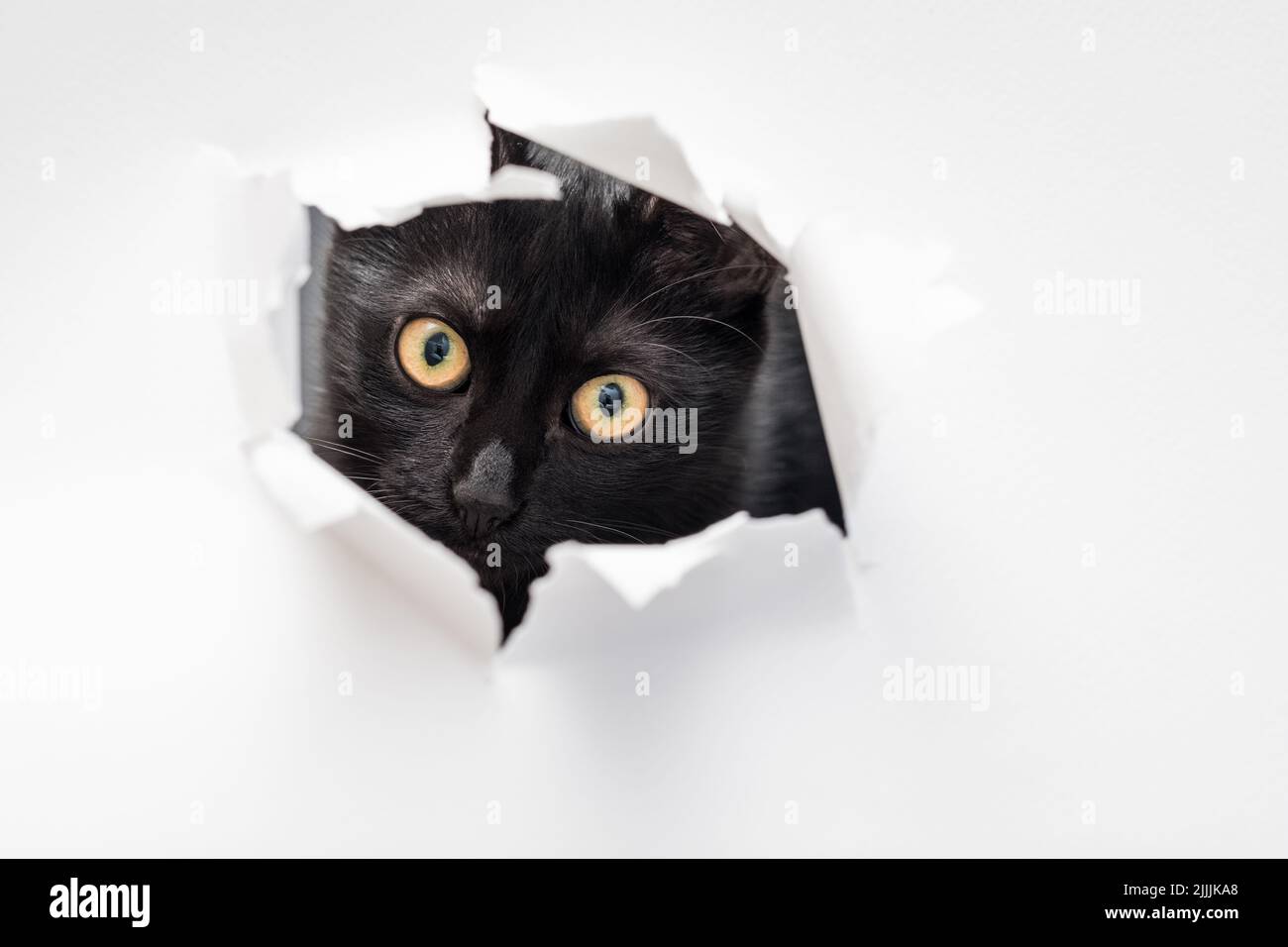 cat look ripped hole white paper peekaboo naughty Stock Photo - Alamy