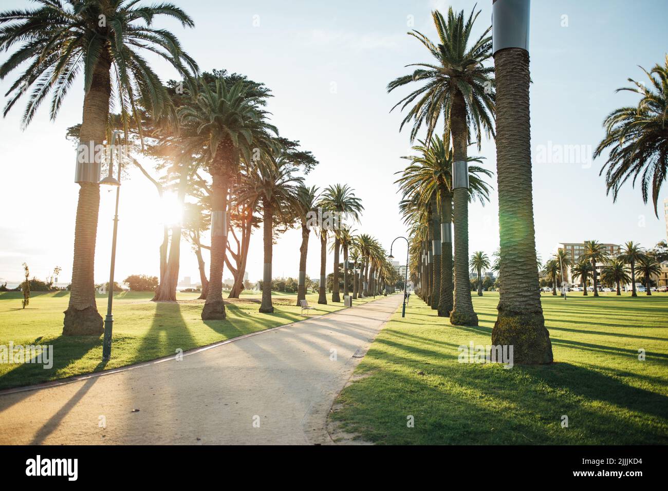 Palm trees during golden hour Stock Photo - Alamy