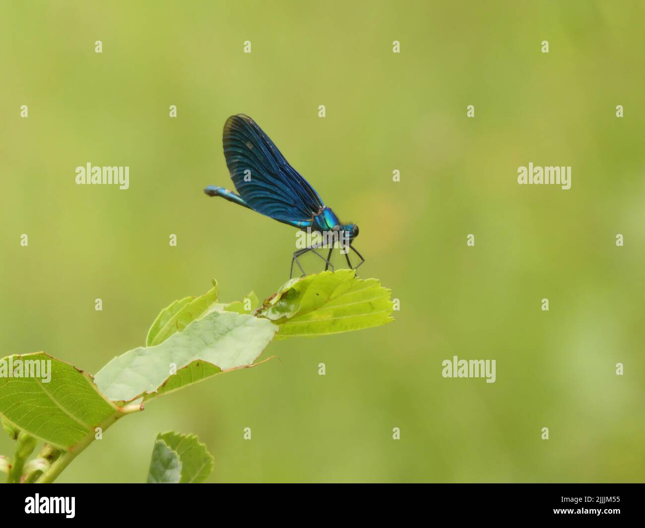 Metalic blue dragonfly hi-res stock photography and images - Alamy