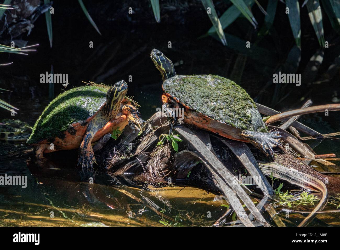 A view of cute turtles basking in a garden Stock Photo - Alamy