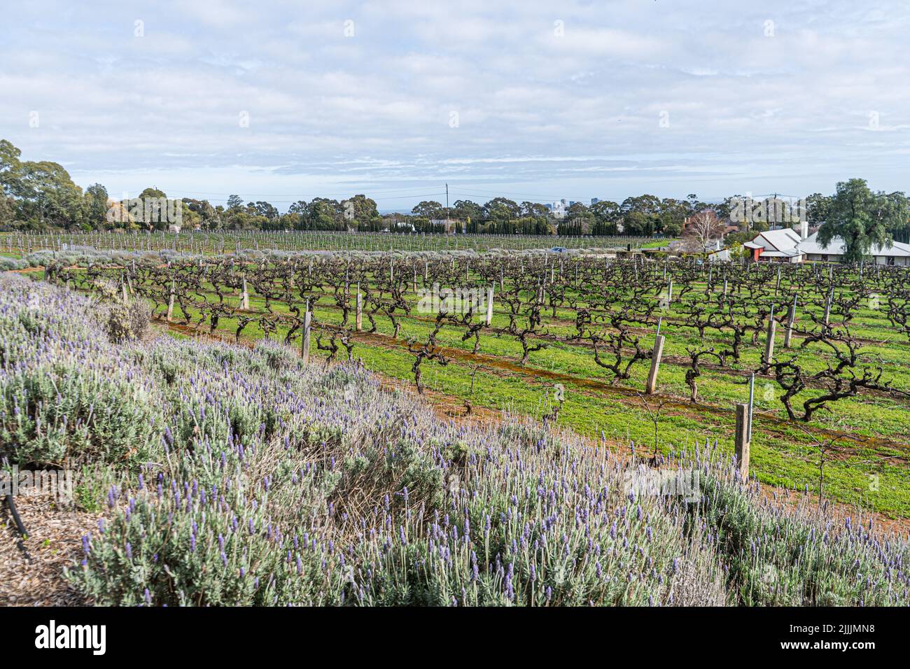 27 July 2022: Penfolds grapevines, Adelaide Australia Stock Photo - Alamy