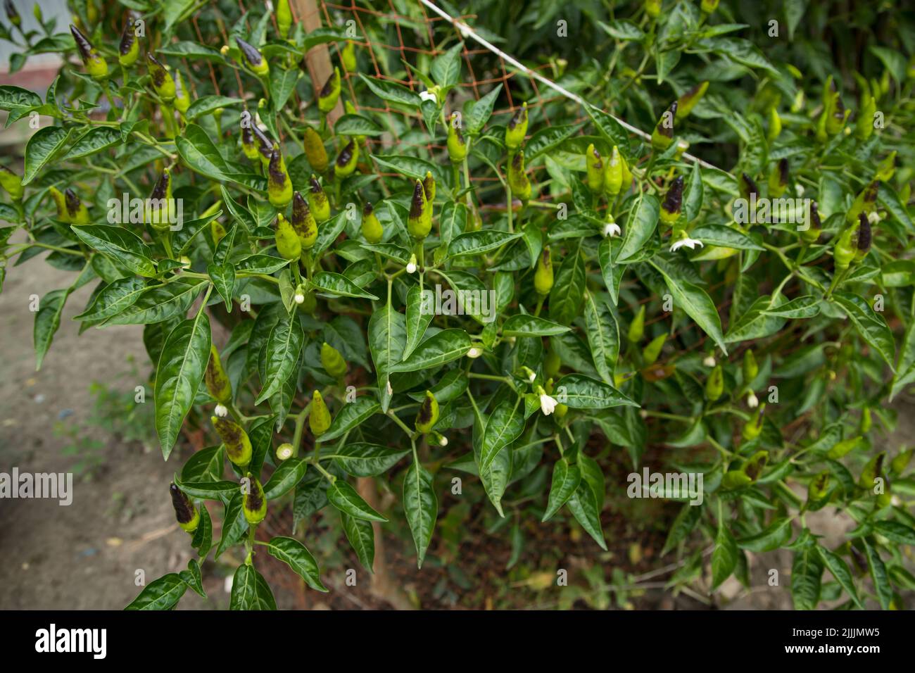 Raw Green chilis on trees Stock Photo - Alamy