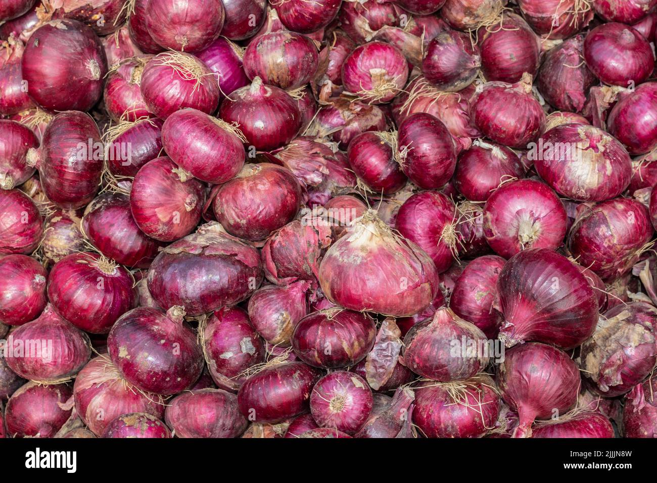 fresh organic onion from farm close up from different angle Stock Photo ...