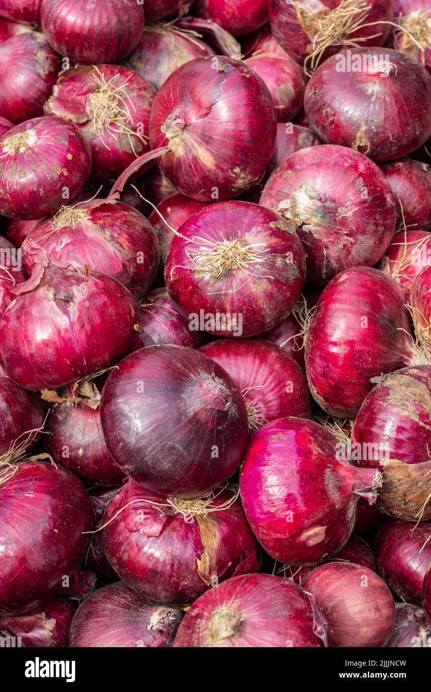fresh organic onion from farm close up from different angle Stock Photo ...