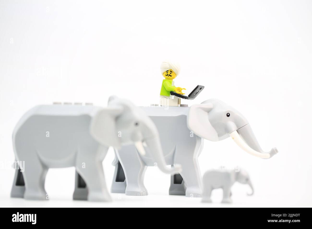 indian using laptop on the elephants Stock Photo - Alamy