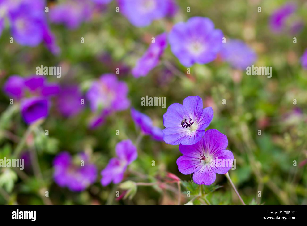Geranium magnificum, purple cranesbill, is species of plant in genus ...