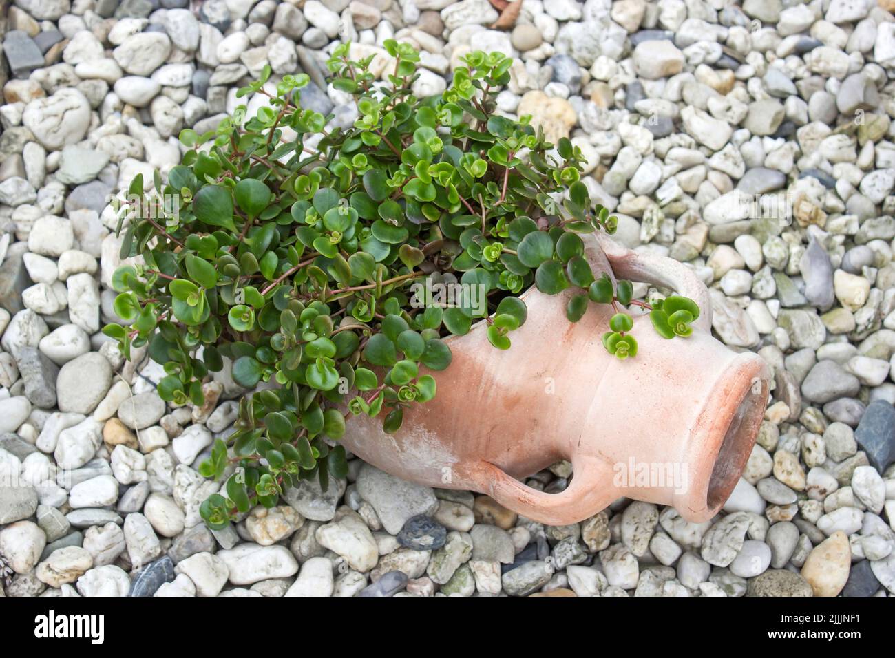 green plant in a clay pot - close up Stock Photo - Alamy