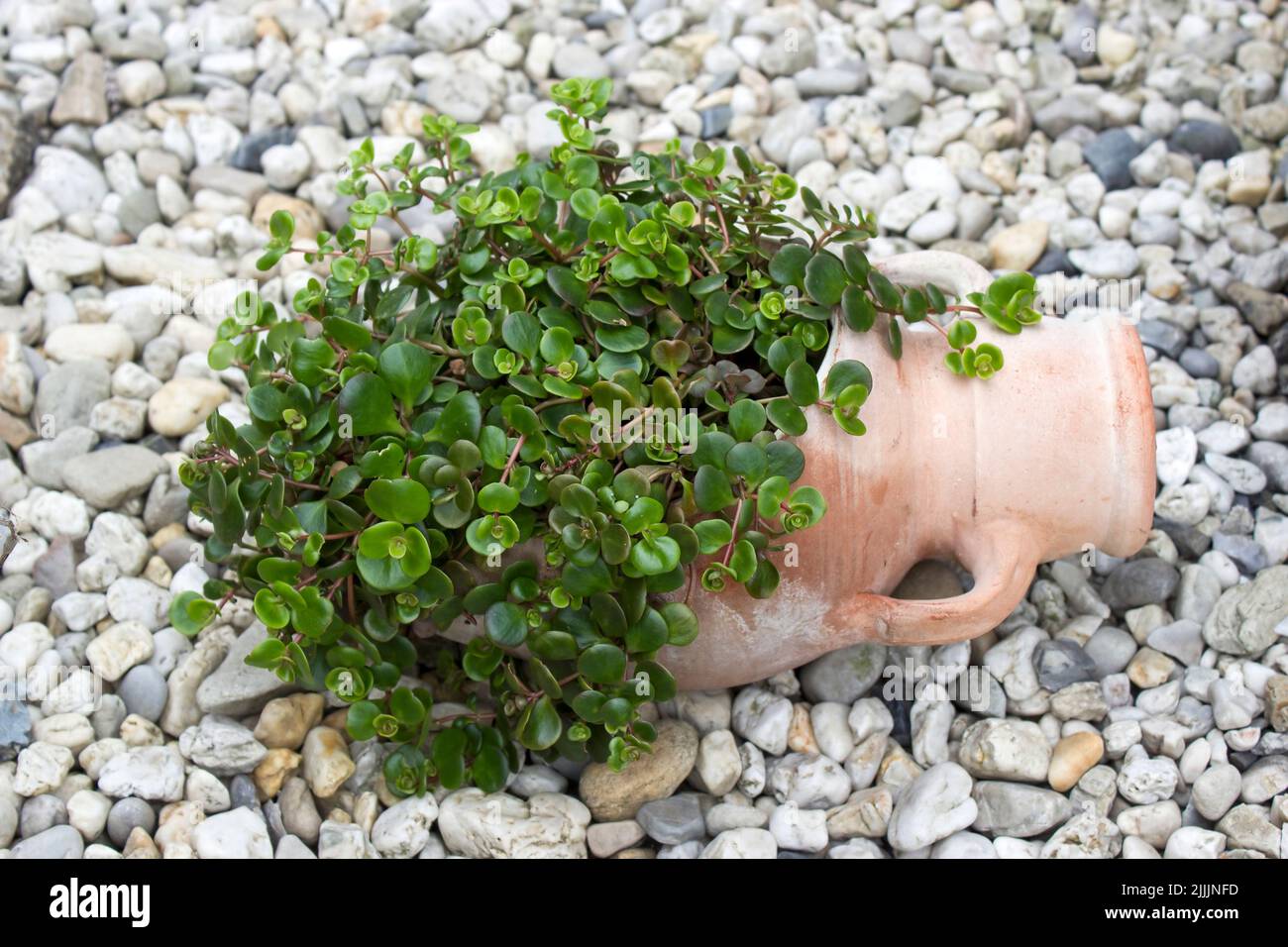 green plant in a clay pot - close up Stock Photo - Alamy