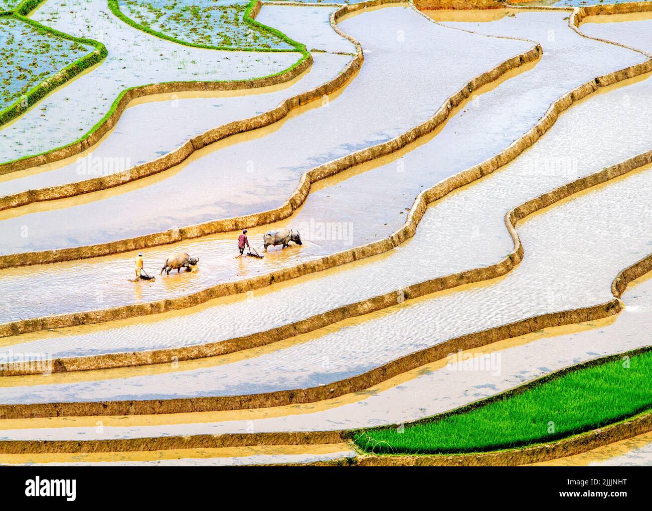 Plowing the terraces in traditonal method Stock Photo - Alamy