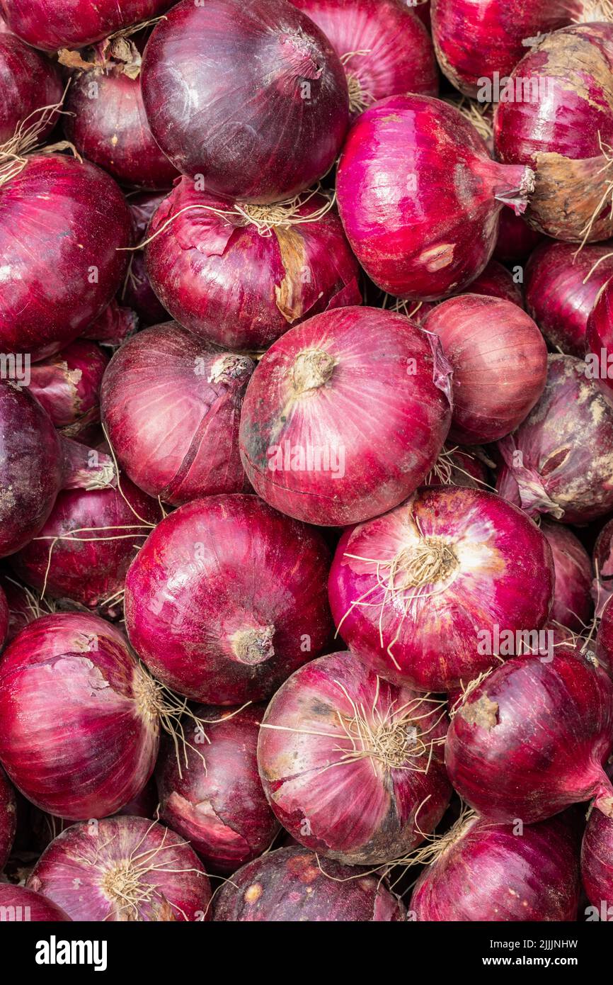 fresh organic onion from farm close up from different angle Stock Photo ...