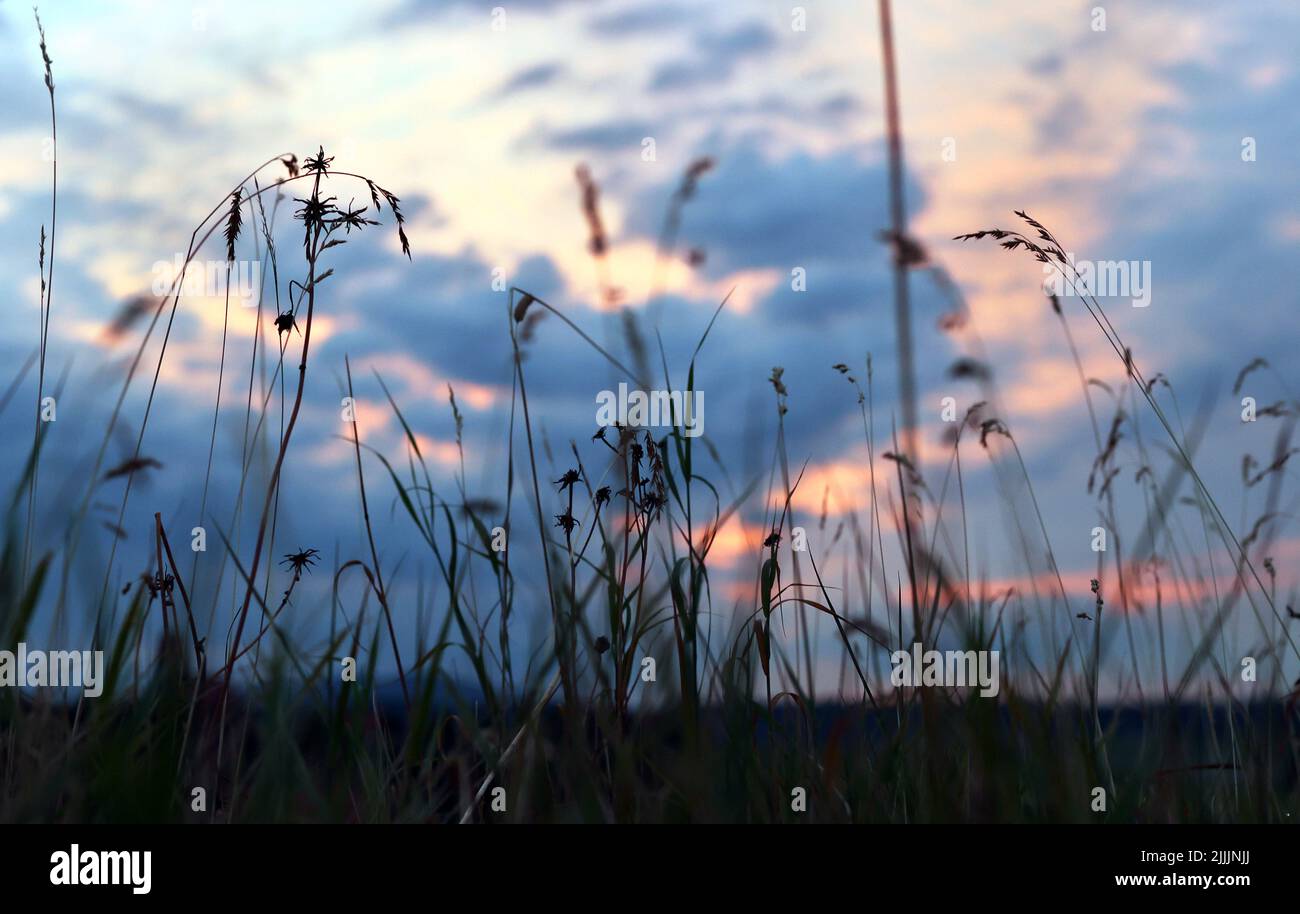 Seeg, Germany. 27th July, 2022. Grasses stand on a meadow under partly ...