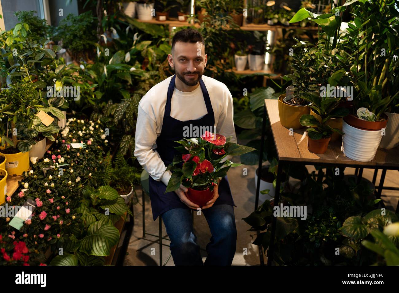 flower shop employee with a pot of flowers in his hands Stock Photo - Alamy