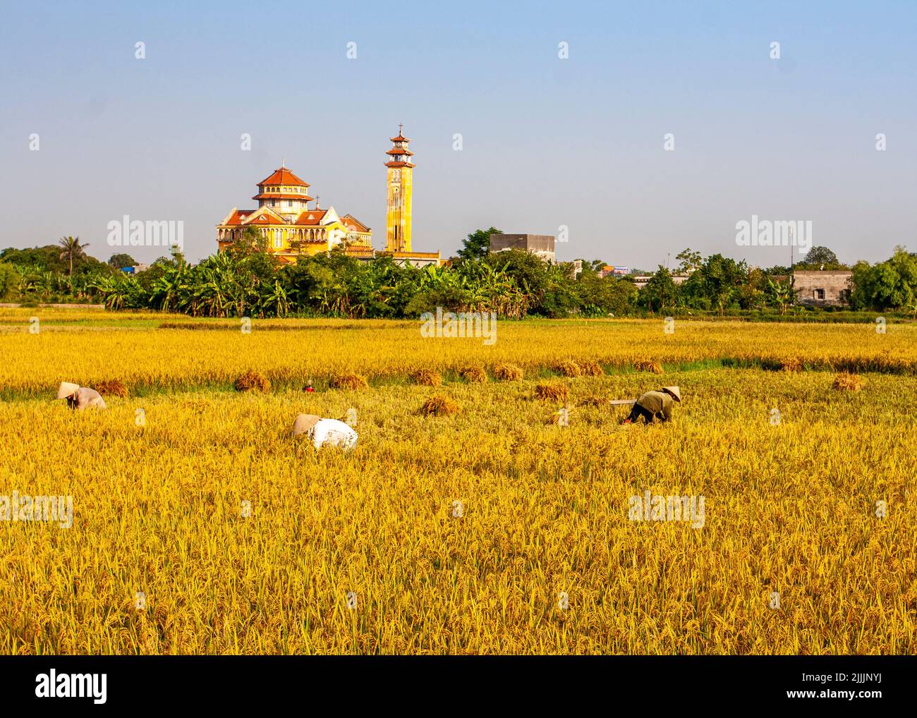 Ripen paddy fields hi-res stock photography and images - Alamy