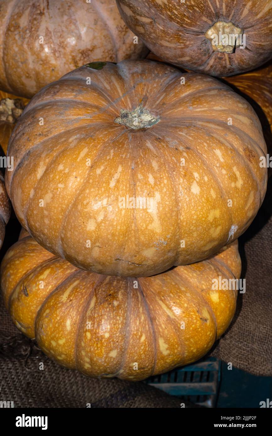 fresh organic yellow pumpkin from farm close up from different angle ...
