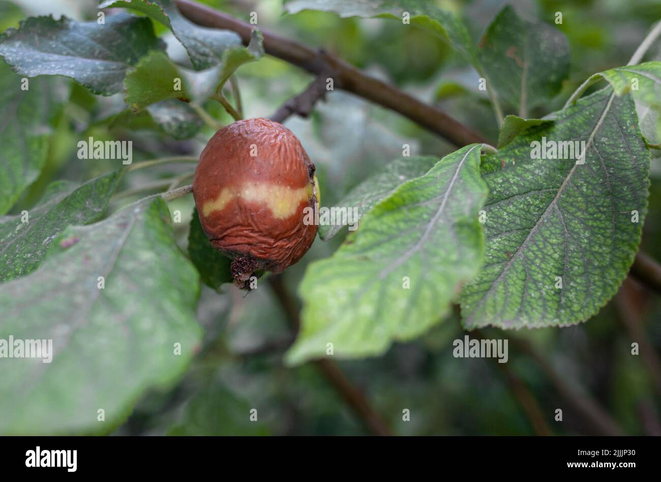 A green worm-eaten apple weighs on a tree branch in the garden. An ...
