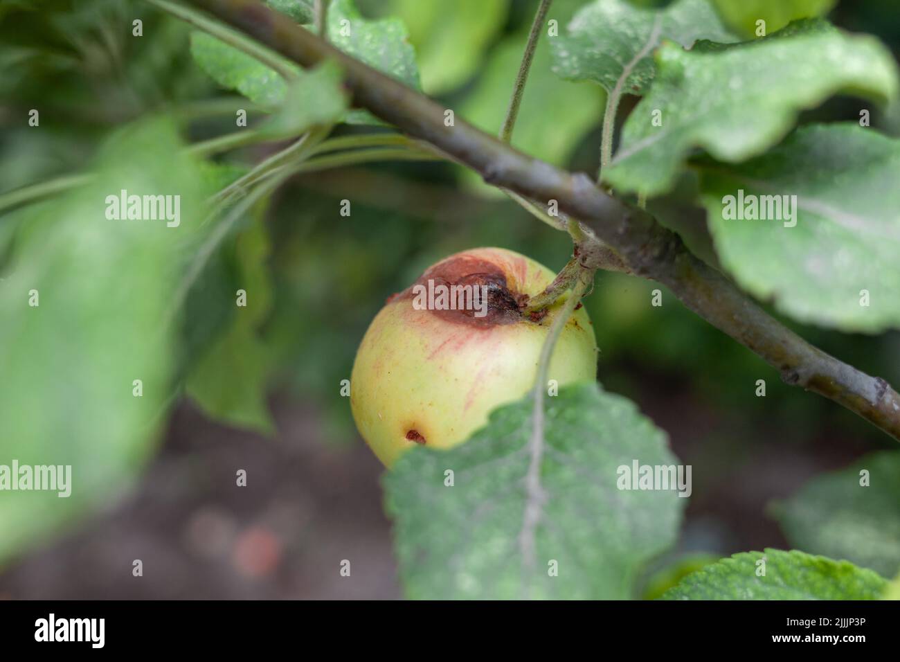 A green worm-eaten apple weighs on a tree branch in the garden. An ...