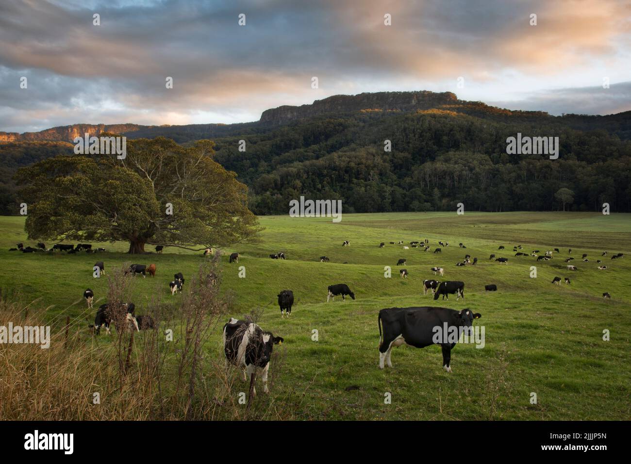 cows and trees in field on NSW South Coast before large mountain range ...