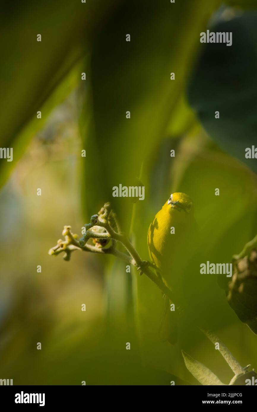 A southern yellow white-eye perched on the branch of a tree Stock Photo ...