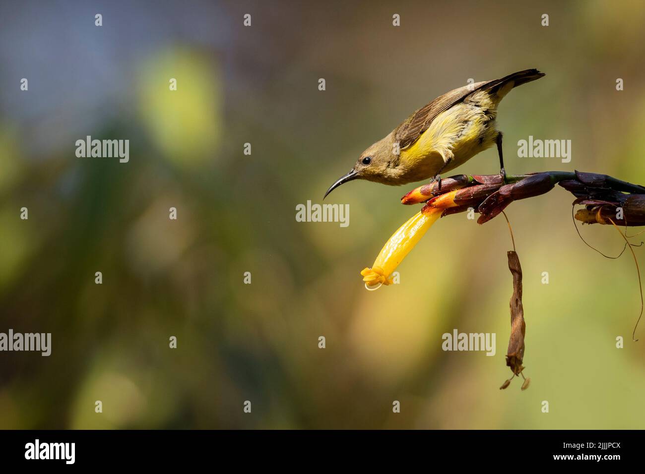 Variable sunbird or yellow-bellied sunbird, Cinnyris venustus, perched ...