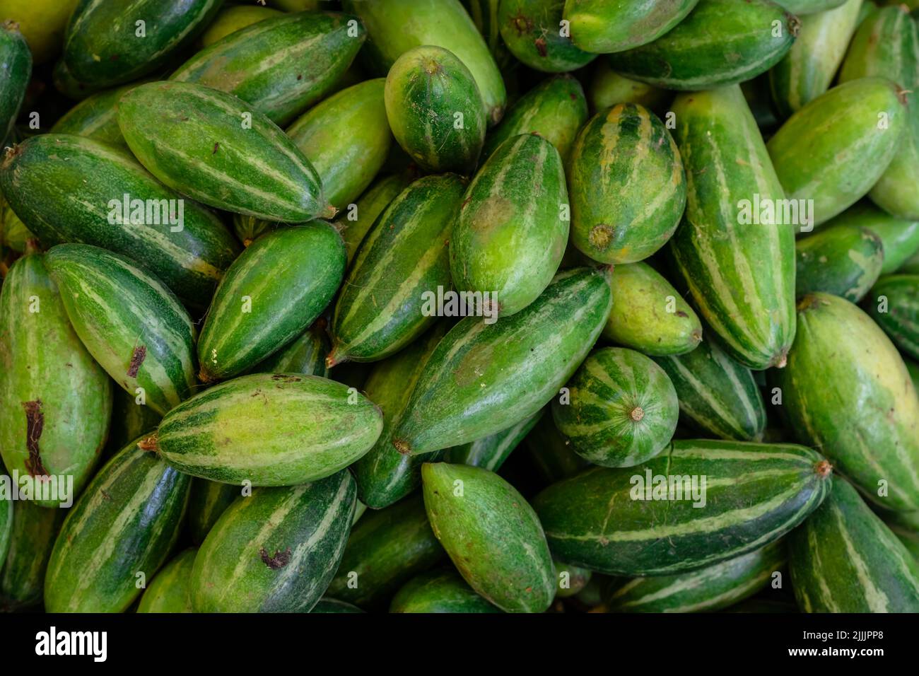 fresh organic pointed gourd from farm close up from different angle ...