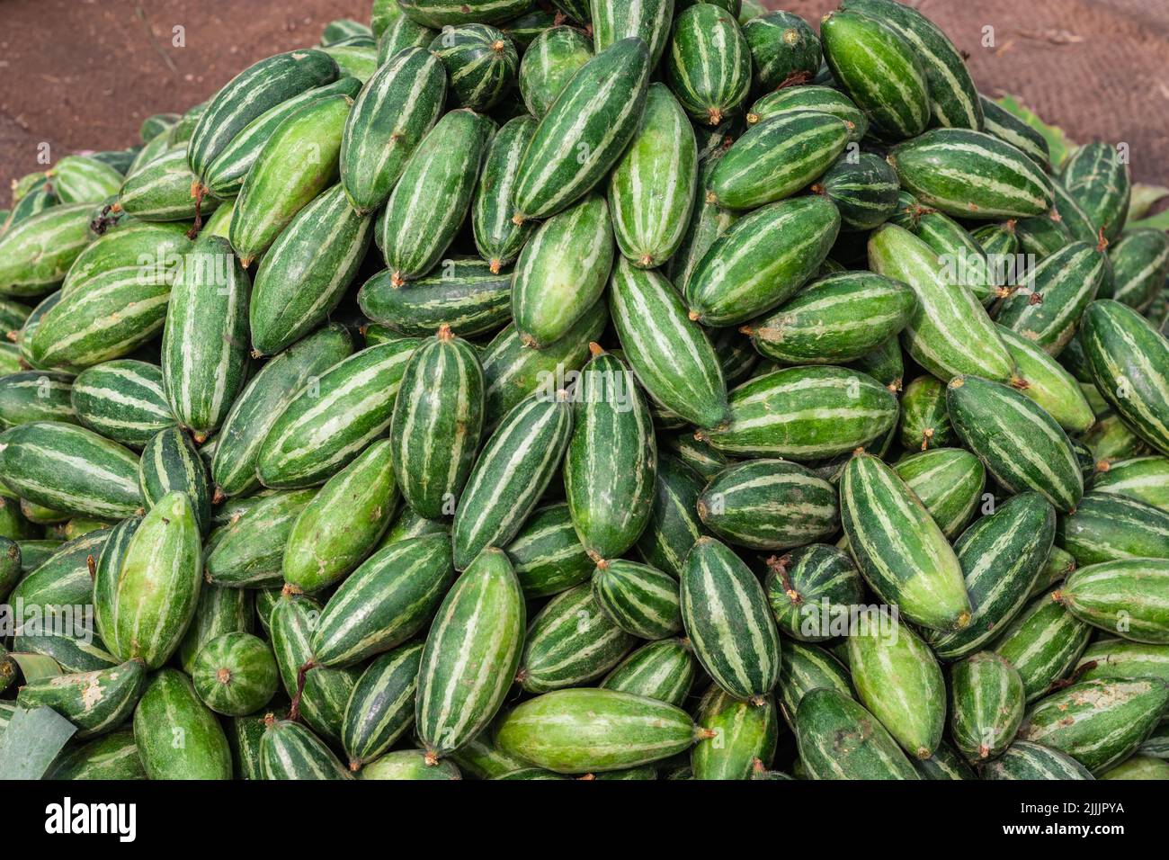 fresh organic pointed gourd from farm close up from different angle ...