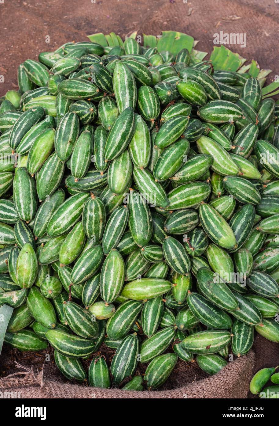 fresh organic pointed gourd from farm close up from different angle ...