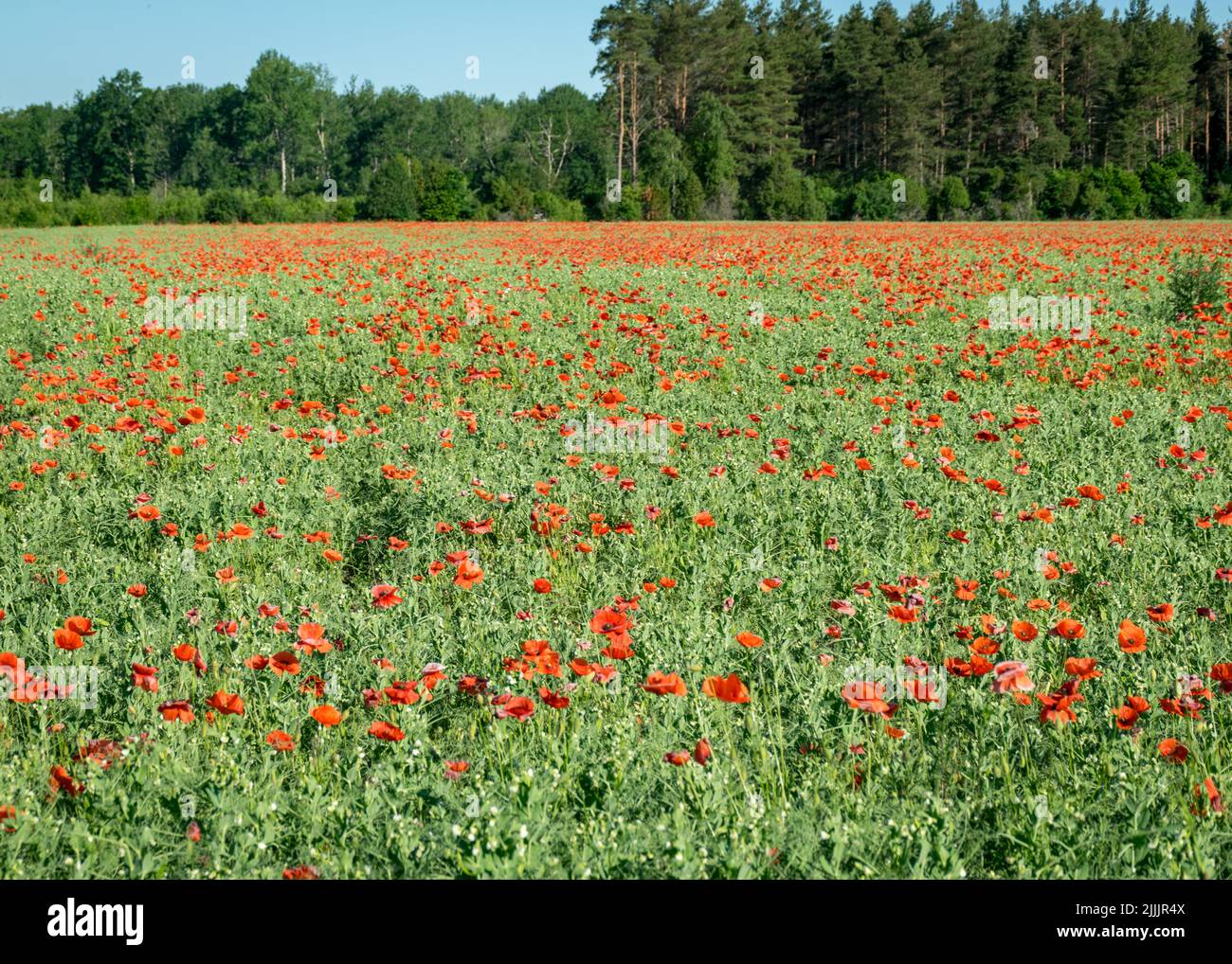 sunny summer landscape with red poppy field, wallpaper, poppy flower ...