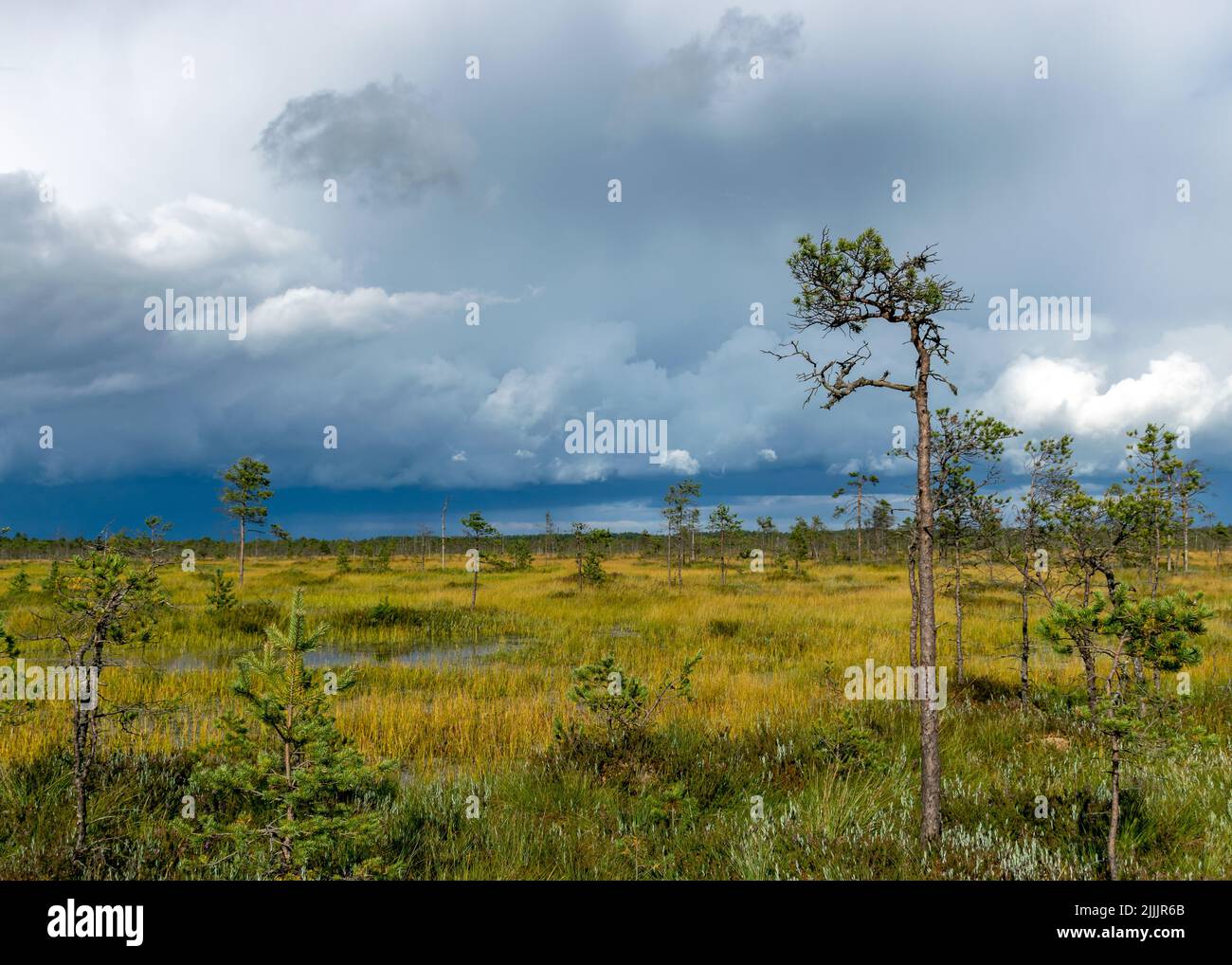 Magical view of the bog in autumn, beautiful bog vegetation ...