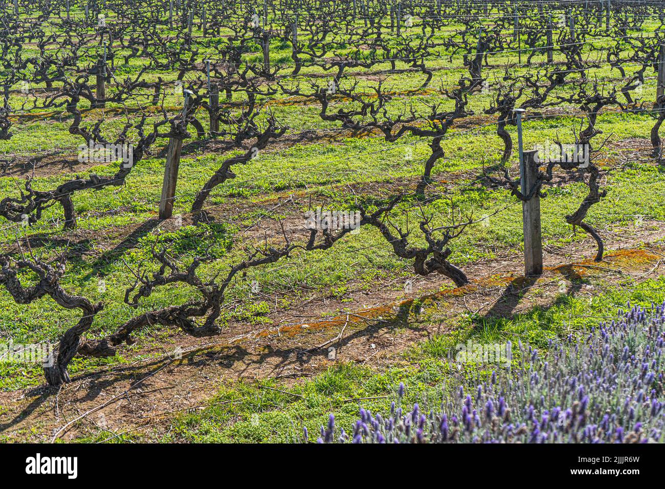 27 July 2022: Penfolds grapevines , Adelaide Australia Stock Photo - Alamy