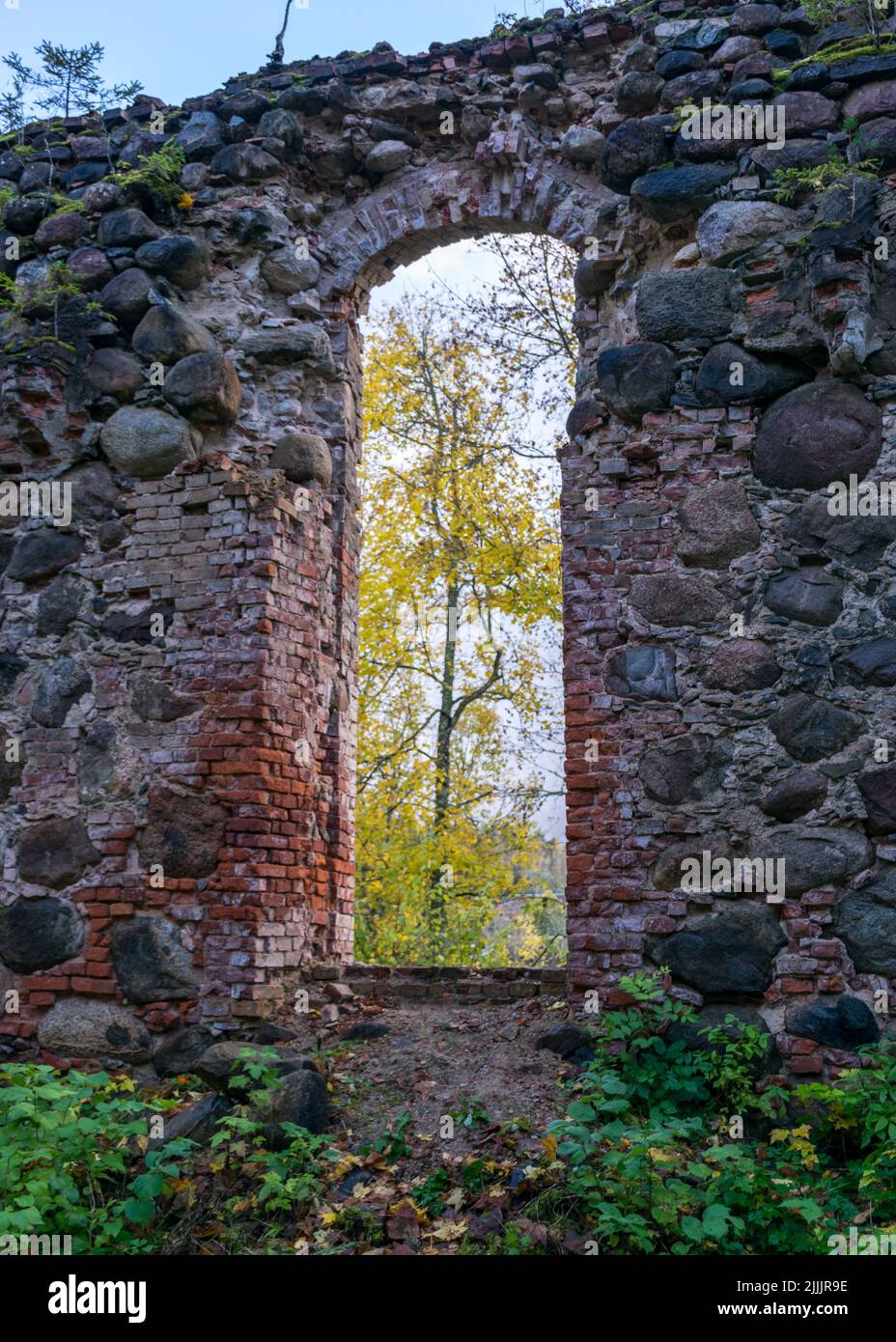 landscape with old church ruins, ruins overgrown with bushes and grass ...