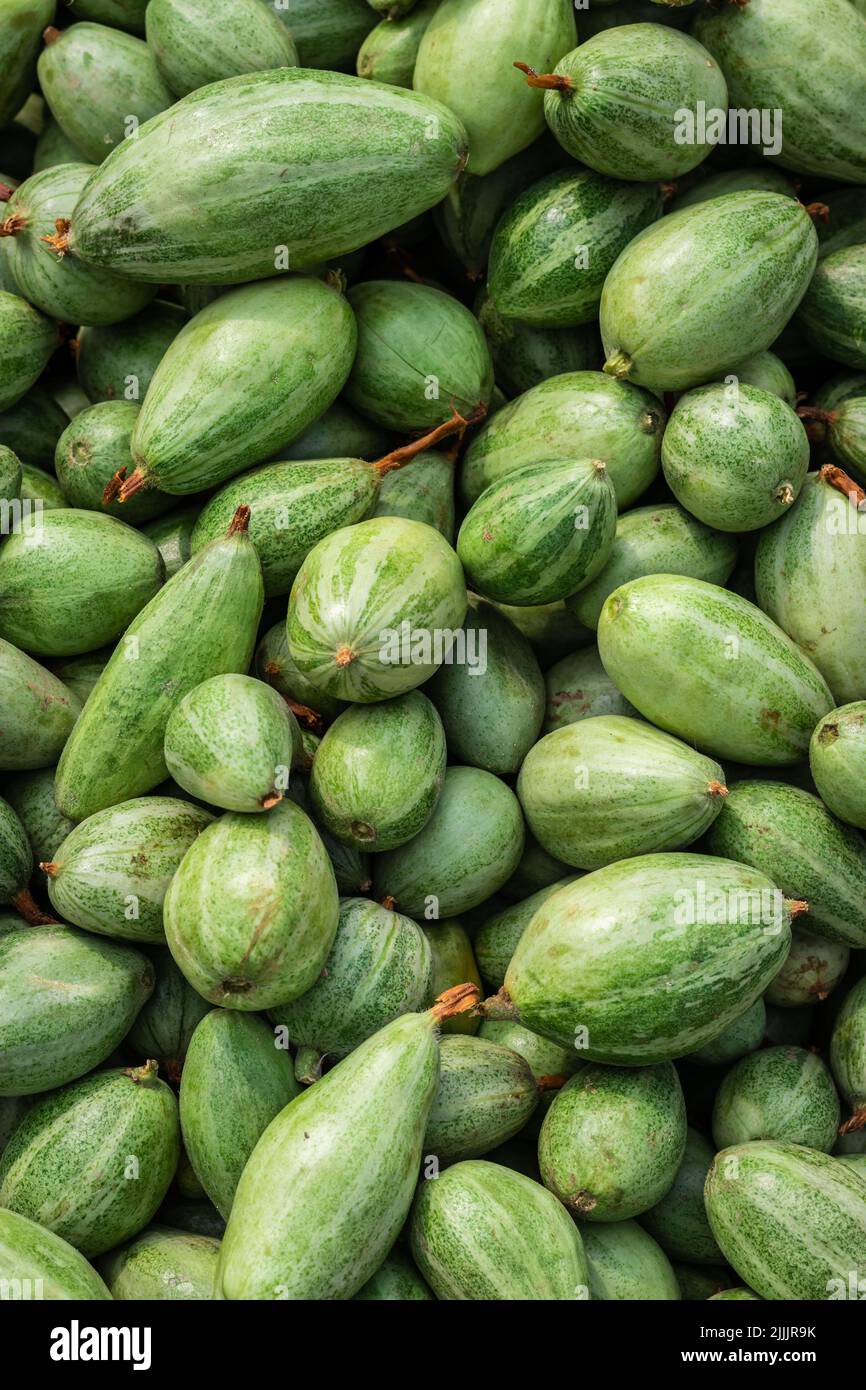 Pointed gourd farm hi-res stock photography and images - Alamy