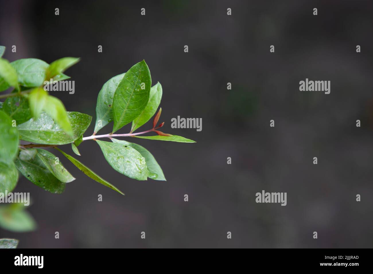 Henna tree hi-res stock photography and images - Alamy