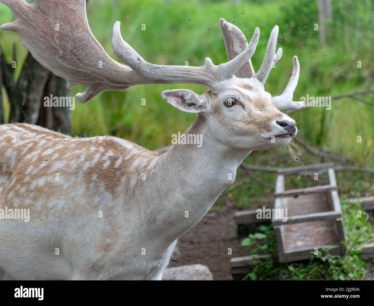 Beautiful deer portrait hi-res stock photography and images - Alamy