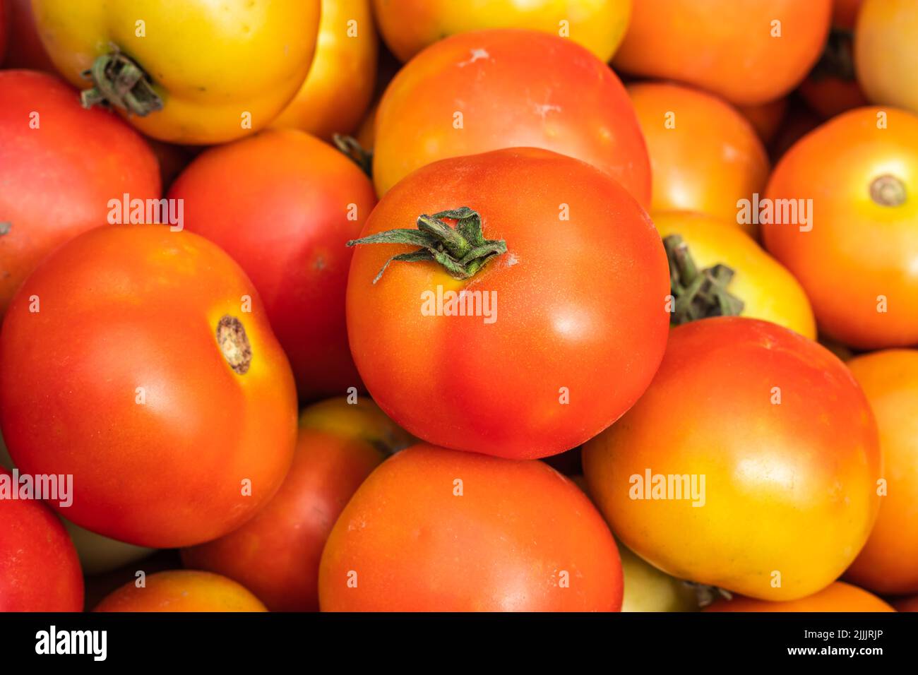 fresh organic tomatoes from farm close up from different angle Stock ...